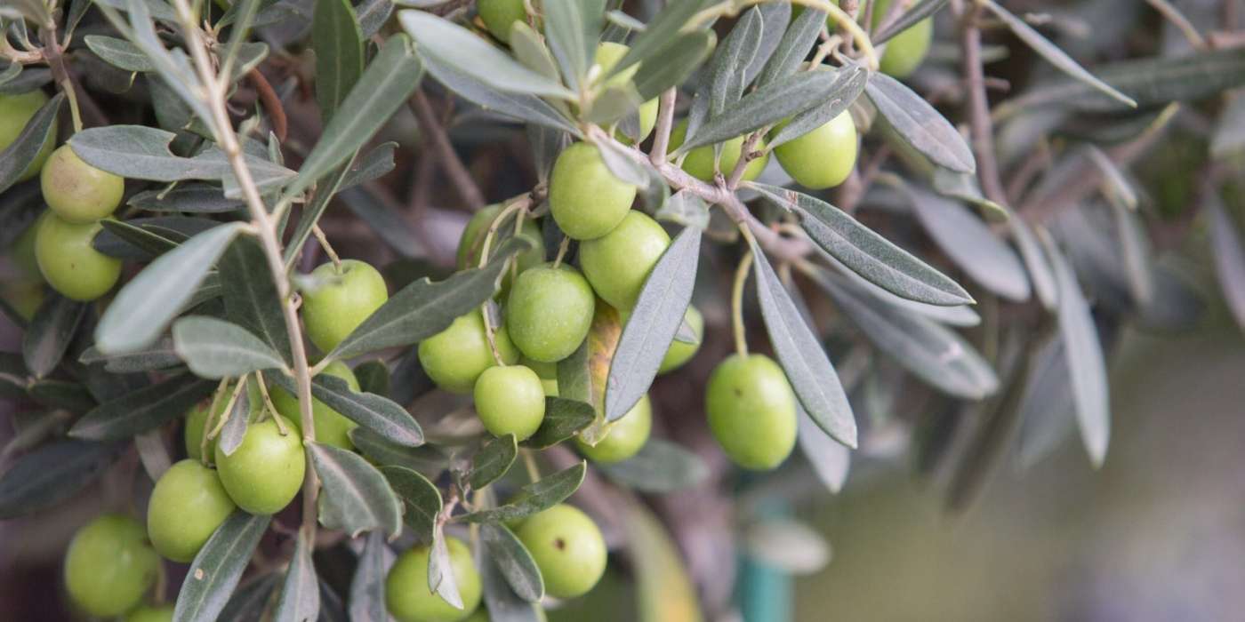 Μια φορά κι έναν καιρό η ζωή μας στο χωριό… ελιά & λάδι | ΣΕΜΙΝΑΡΙΑ ...